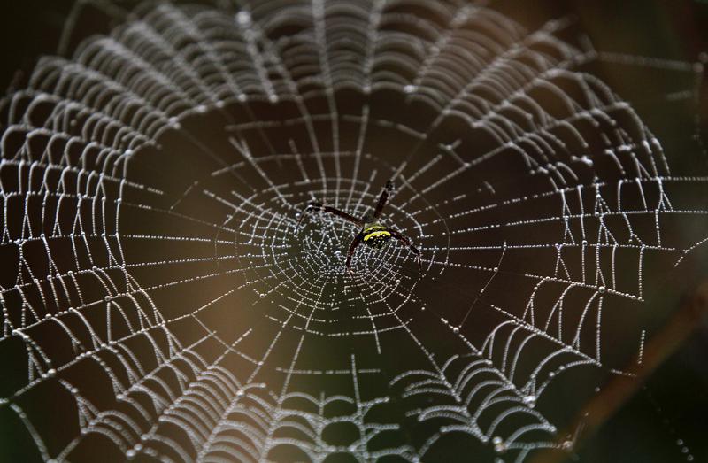 How Spiders Use Their Webs to Think | RealClearScience